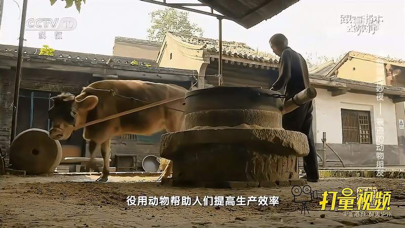 役用动物帮助人们提高生产效率,让生活更加便捷丨跟着书本去旅行