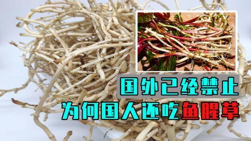 鱼腥草含有一级致癌物,海外已经明令禁止,为何国人还在吃?