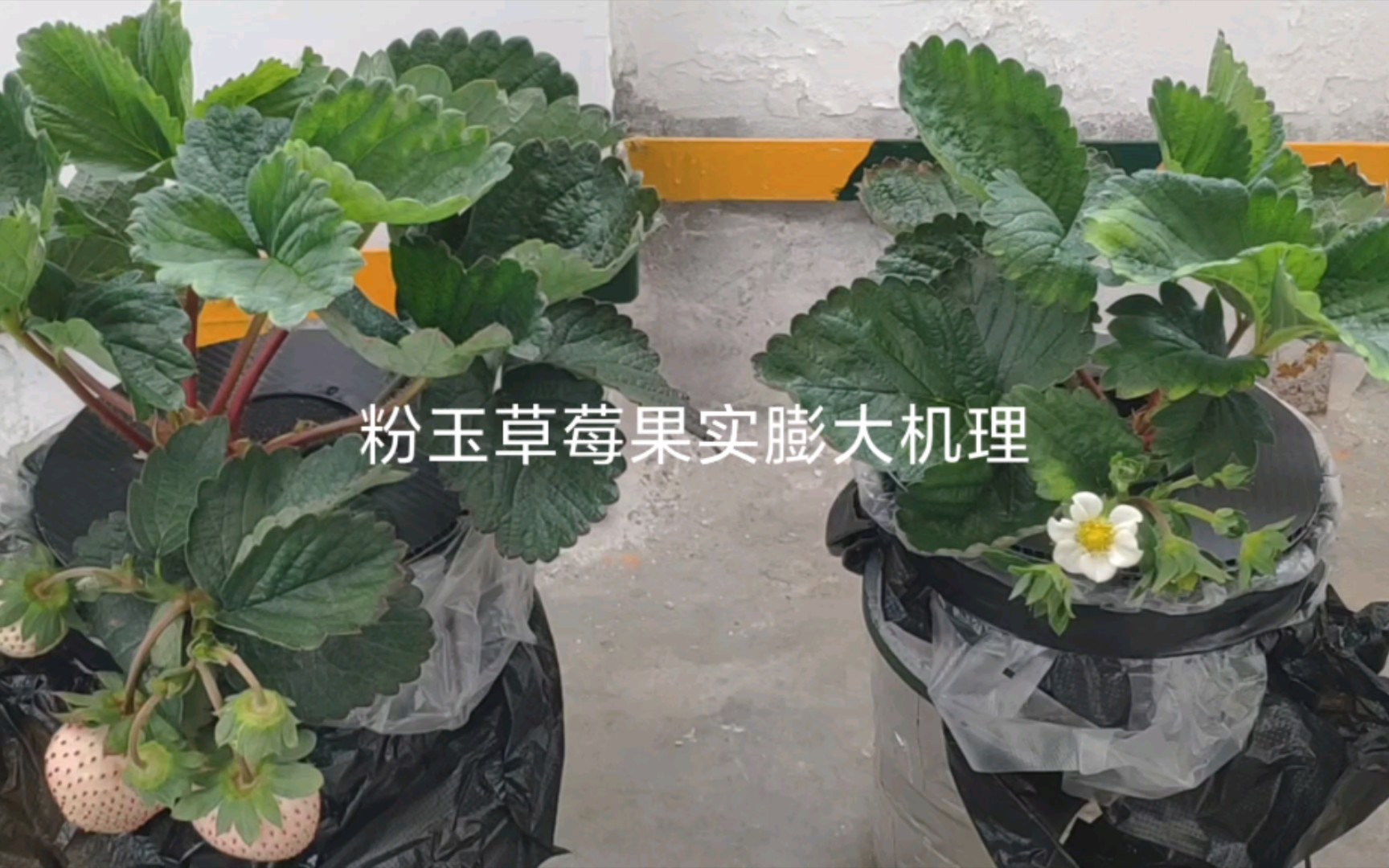 草莓无土栽培 粉玉草莓果实膨大机理 当营养跟的上 草莓膨大靠草莓上...