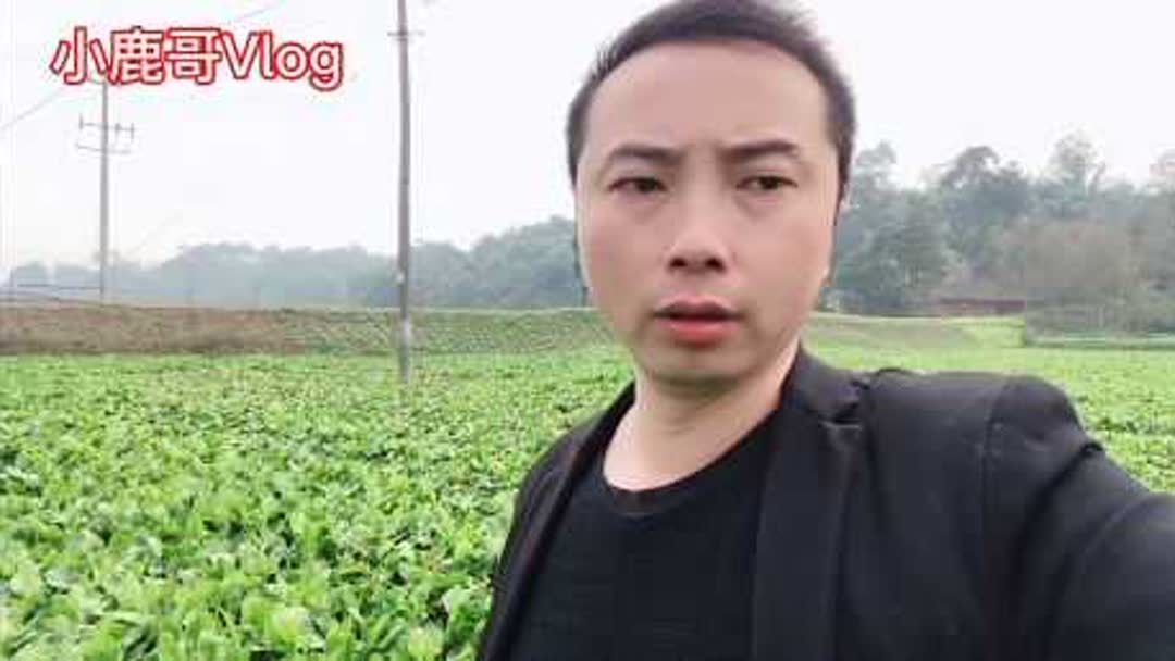 农村种植的这种药材,种植简单管理容易,看看你认识吗