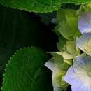 玩排球的长孙乐珍 