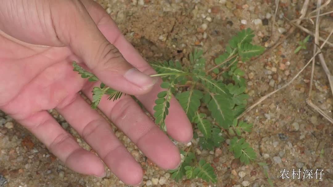 珍珠草:野外路边有很多、你对它了解吗?