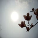 ajiao_qq1250 