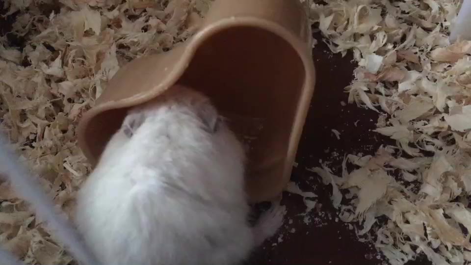 我家仓鼠日常进食洗澡