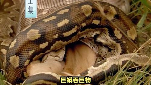 巨蟒吞巨物,万万没想到最后竟然被母狮惦念上了 上#动物世界