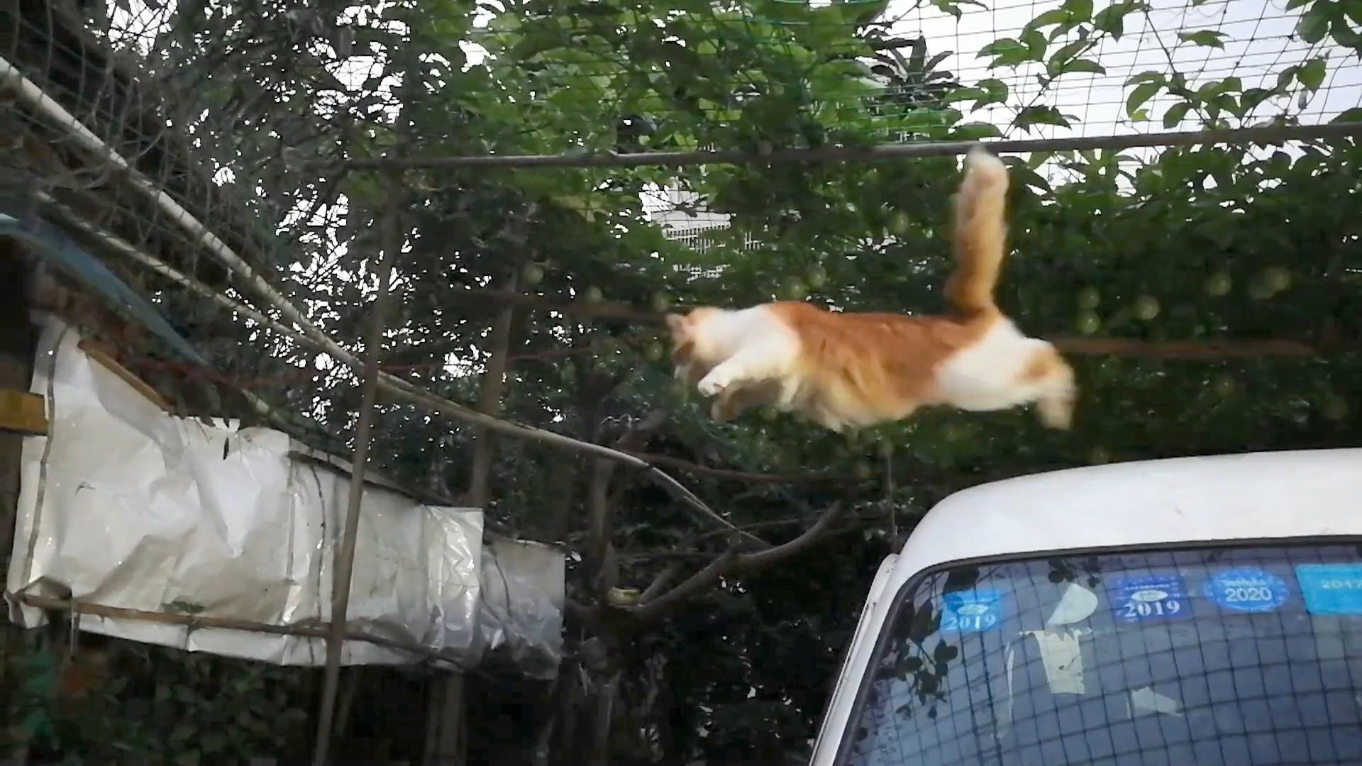 【捡猫】记录第二百五十天,当计算出现错误!