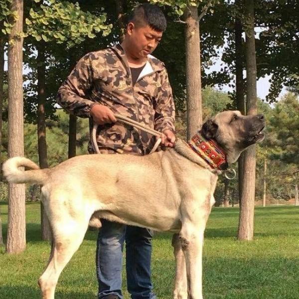 石家庄英杰猛犬 