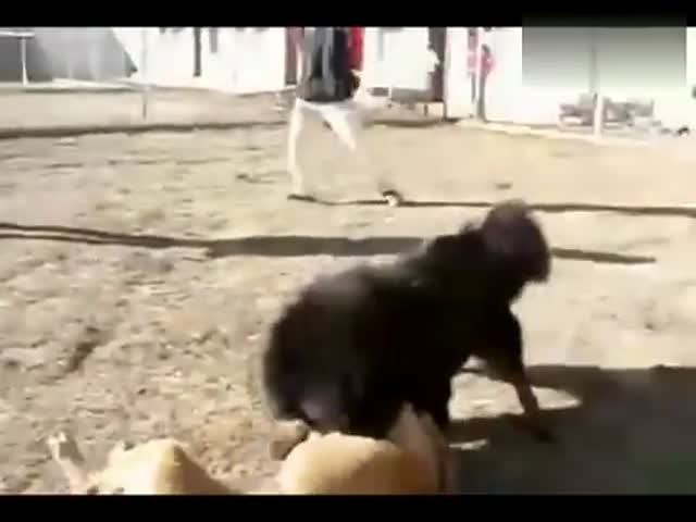 打架视频 比特犬vs藏獒[高清]