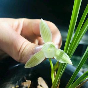 大表哥园艺手工 