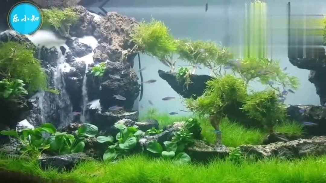 牛人设计的热带鱼缸,草缸里的瀑布景观,不明白是怎么实现的