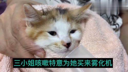 小猫要被送走,母猫含着泪眼再一次喂奶,简单的爱却催人泪下