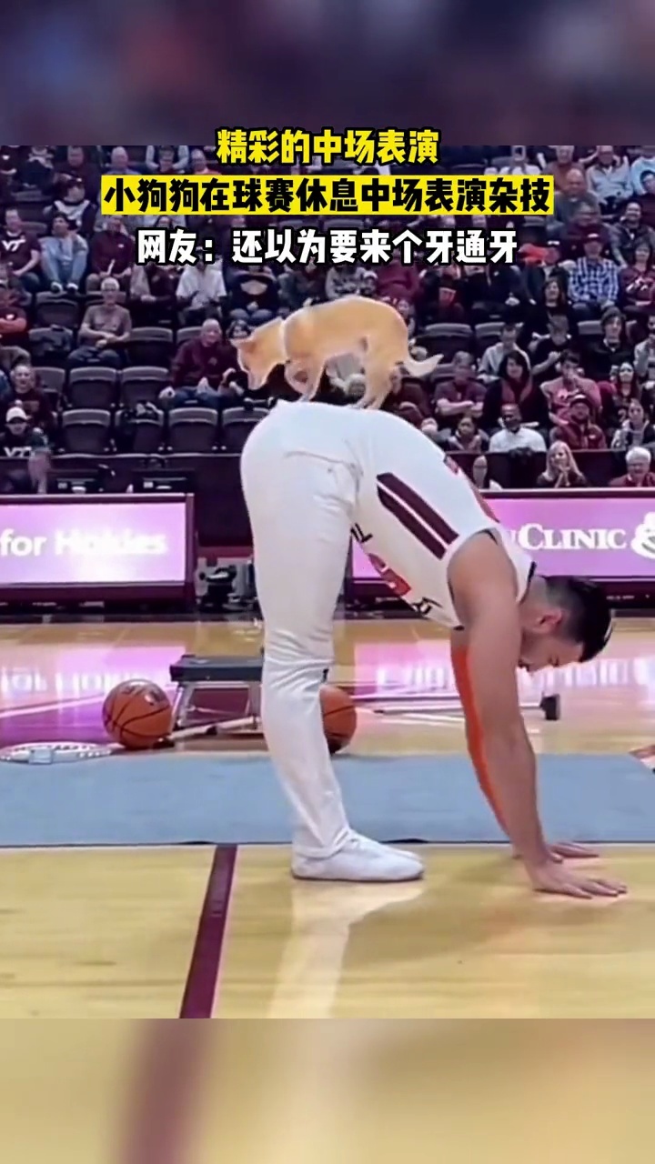 精彩的中场表演,小狗狗在球赛休息中场表演杂技,网友:还以为要来个...
