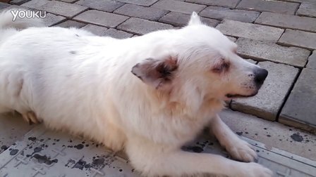 我家狗狗病成这样了 谁帮忙治疗下啊 感谢