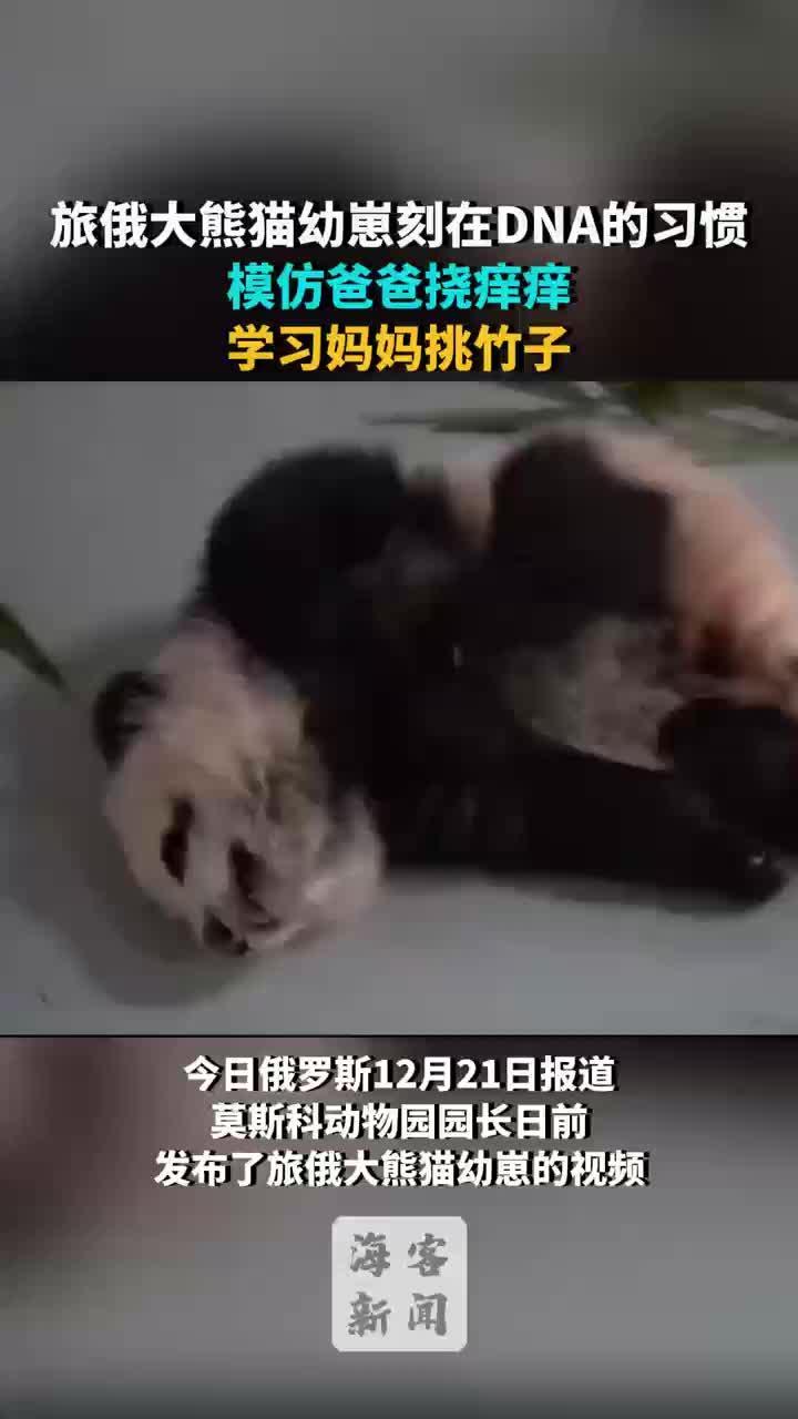 旅俄大熊猫幼崽刻在DNA的习惯:模仿爸爸挠痒痒 学习妈妈挑竹子 #...