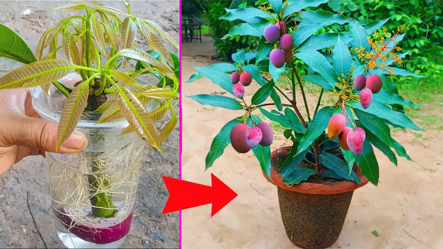 农民教你芒果的种植方法