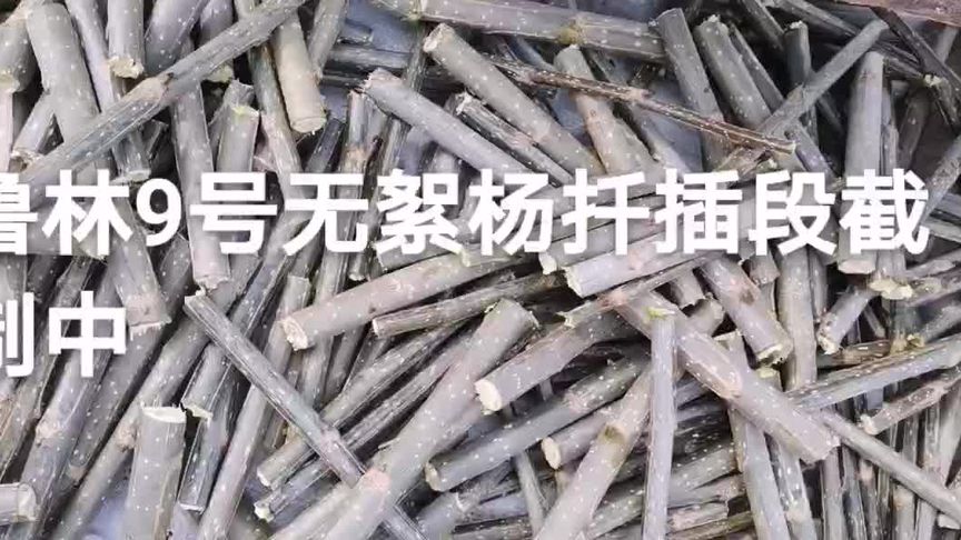 鲁林9号无絮杨扦插段截制中!无絮杨扦插段!#无絮杨树苗