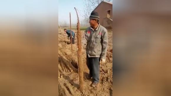 实拍农民种植树木全过程