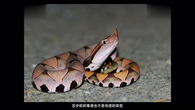 中国六大毒蛇!你认识哪一种?
