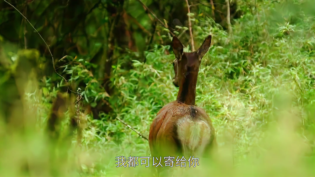 二郎山喇叭河旅游景区宣传片(三)
