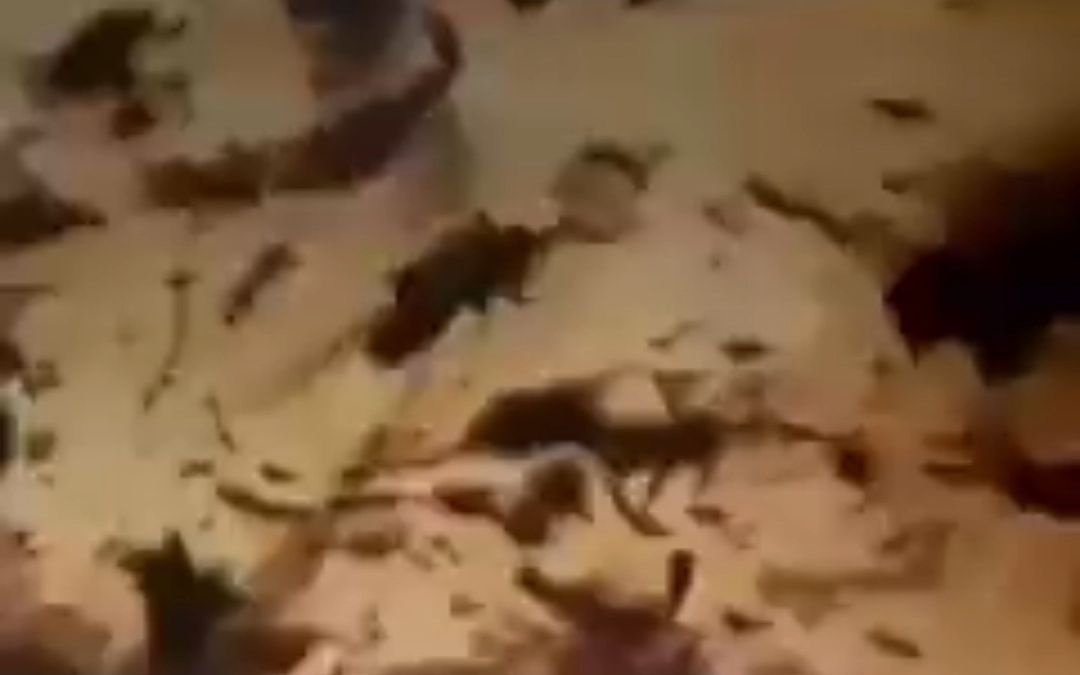 遗忘的录像带一 绝密!第三次世界大战泄露映像 来自未来.