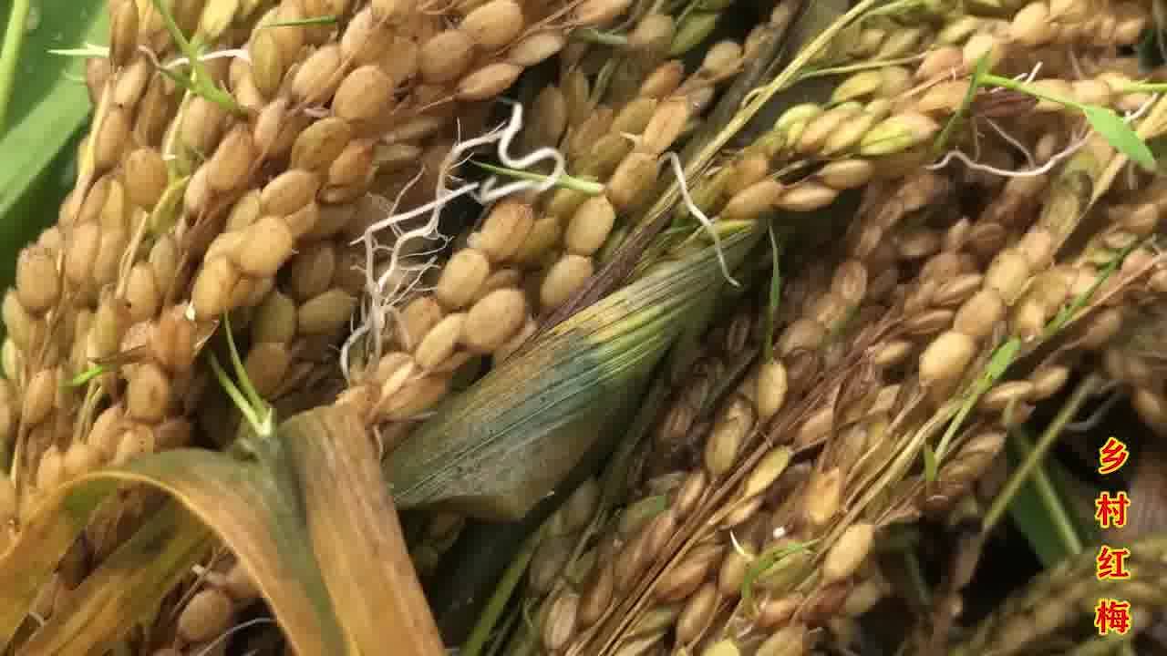 农村遭遇几十年难遇的天气,稻谷竖着都发芽了