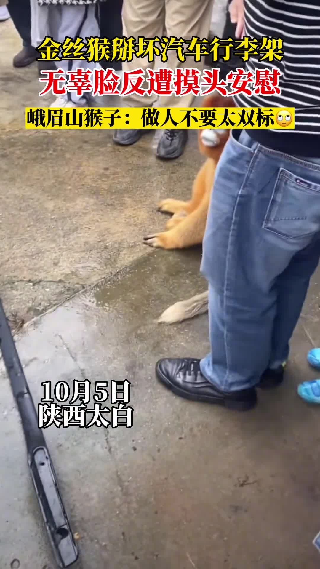 金丝猴掰坏汽车行李架遭摸头安慰