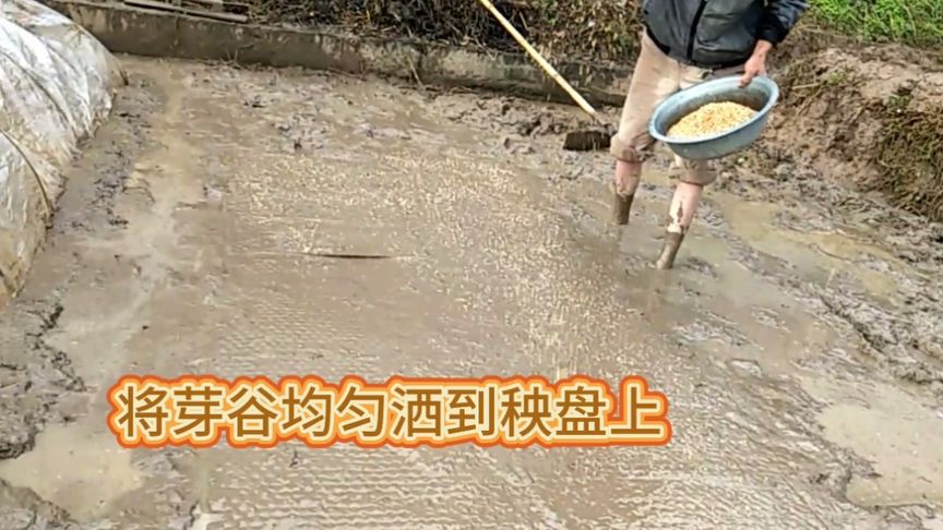 钰盈带你走近农村,看看如何播种水稻,农民伯伯劳作是如此不容易