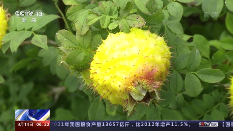 [朝闻天下]贵州六盘水 在希望的田野上 刺梨迎丰收 促乡村振兴