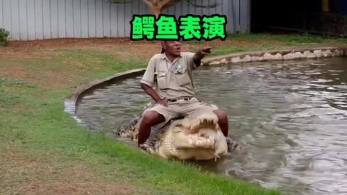 动物园鳄鱼表演!(专业行为,请勿模仿)