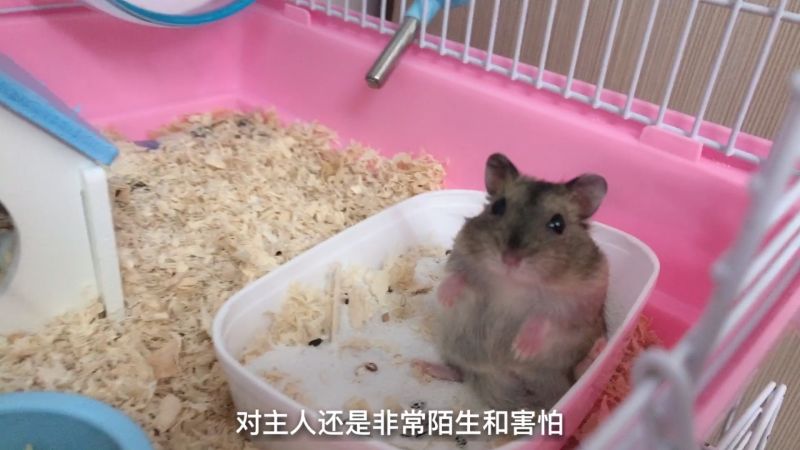 来了一个月的小仓鼠依然十分惧怕主人,手指一靠近就想咬人