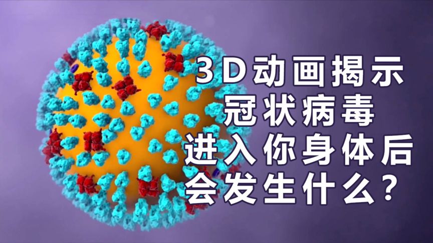 3D动画揭示冠状病毒进入你身体后会发生什么?