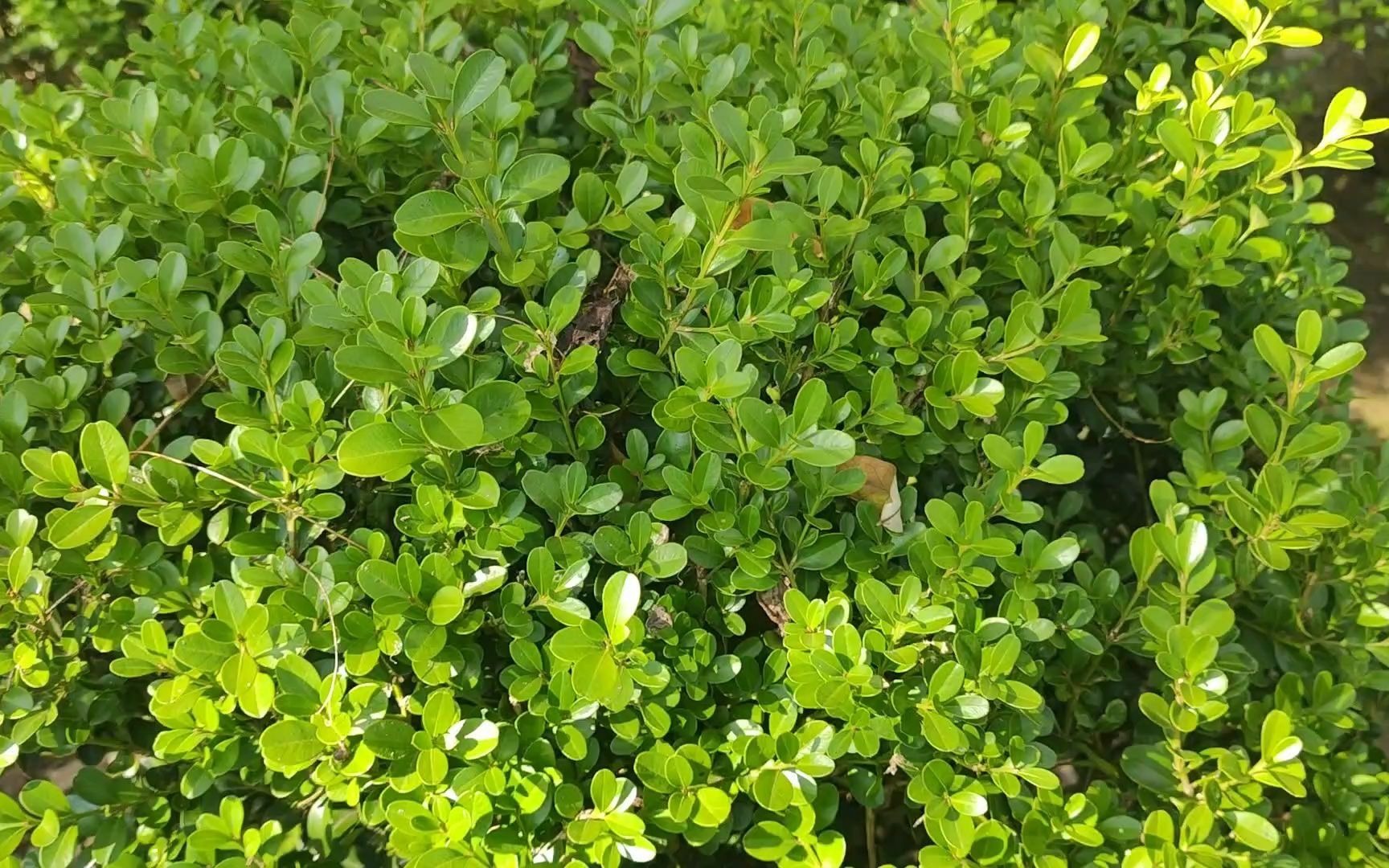 冠幅1米小叶黄杨球-卉木园林