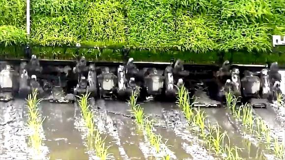 日本水稻种植全过程,看看技术怎么样?