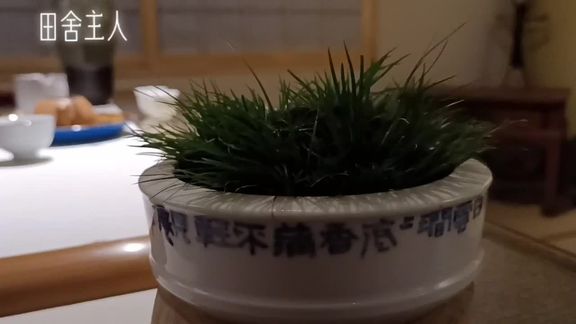 有用之用是生存,无用之用才是生活#茶生活 #茶室 #菖蒲