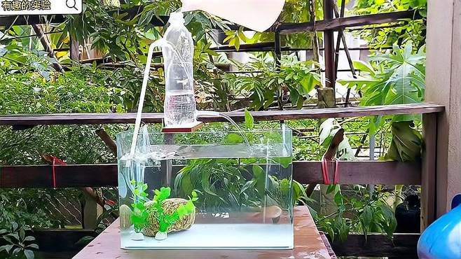 用一个塑料瓶和一些管子,就可以制作鱼缸循环系统,简单又实用
