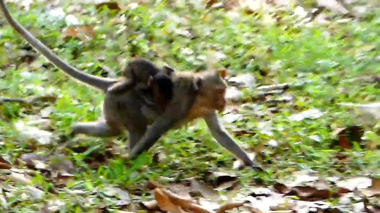 可怜的小猴子打架受伤害了,样子可怜又无辜