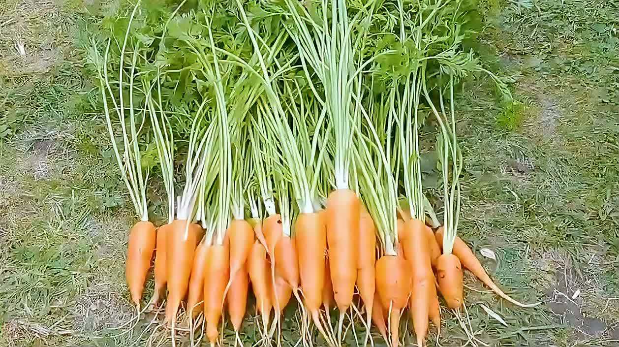 在家用花盆种菜,胡萝卜从播种到收获的全过程