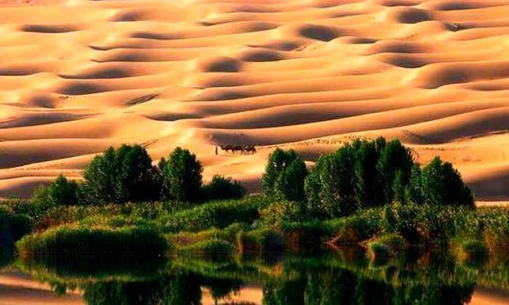 假如地球上的沙漠都变成森林,会有什么结果?听听科学家咋说