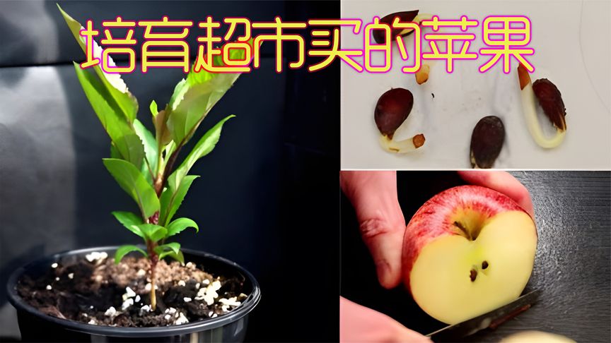 当你把苹果籽放冰箱后 几年后你将收获意外的惊喜 超解压超有趣