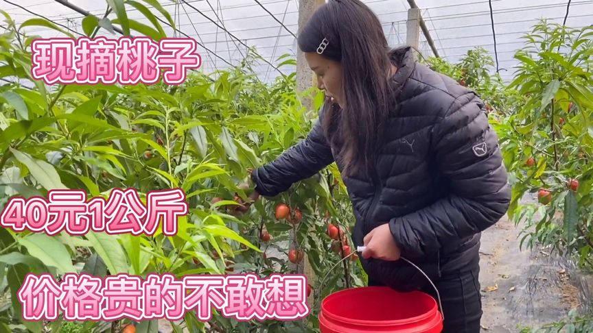大连农村大棚摘桃子,1公斤卖40块钱,2个人摘了300斤,太过瘾