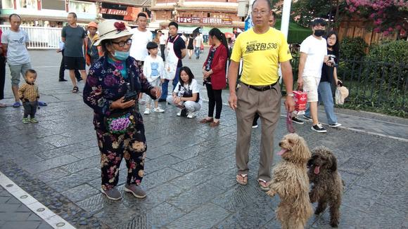 2只狗狗卖力表演杂技相当出色,为何遭到主人训斥?