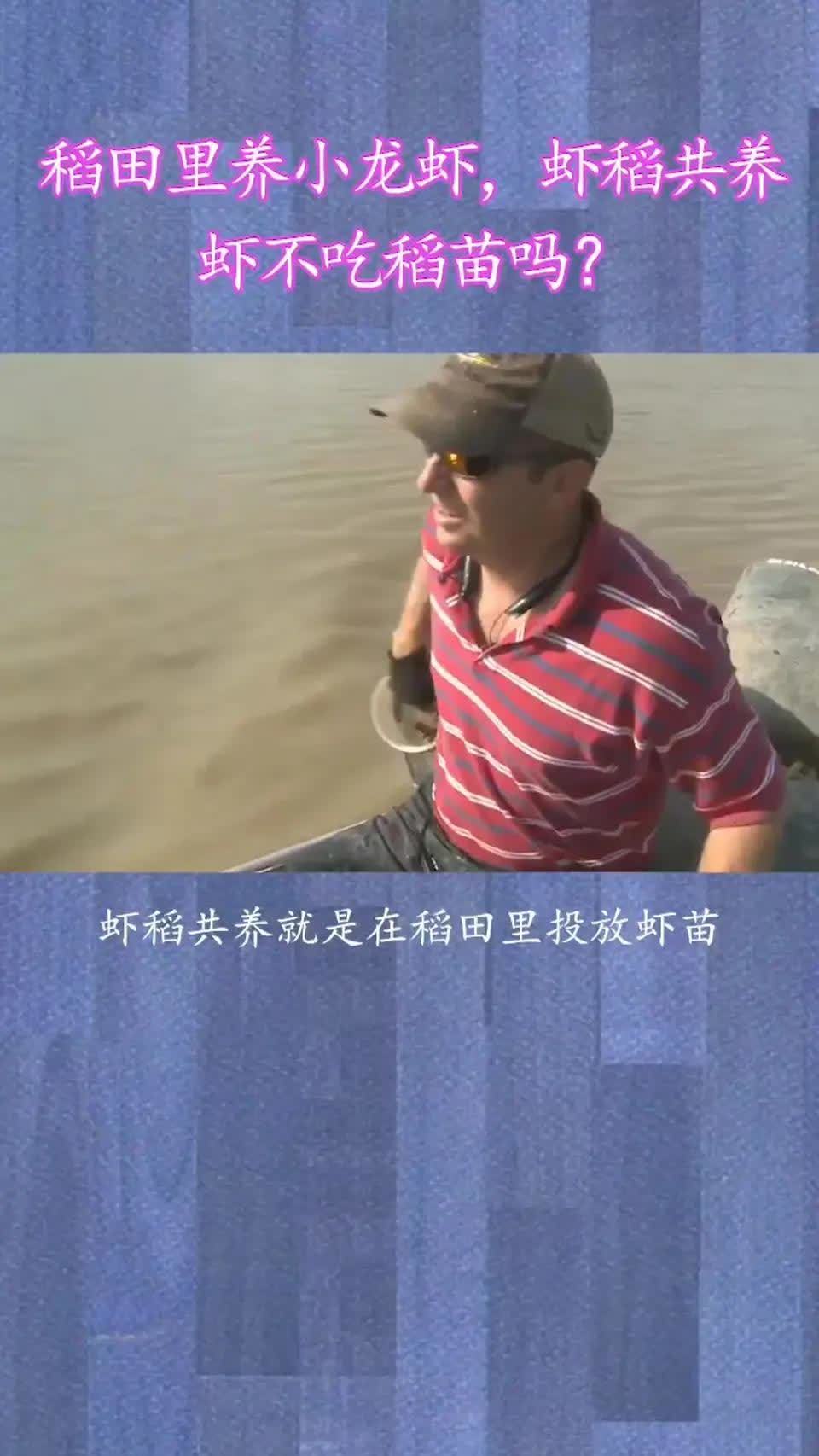 稻田里养小龙虾,虾稻共生,虾不吃稻苗吗?