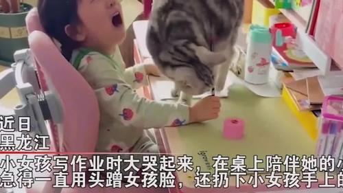 女孩写作业大哭起来,陪读,猫咪急得蹭脸安慰,还帮她把笔扔了
