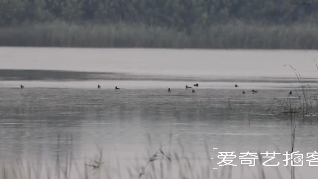 【拍客】青头潜鸭大种群惊现民权国家湿地公园 世界仅存五百只