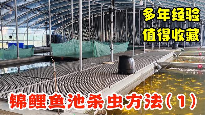 锦鲤鱼池日常杀虫方法分享(一),多年经验,值得收藏