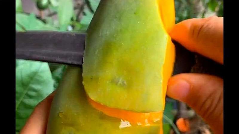种植芒果没有想象中那么难耶 要不要来试一下呀
