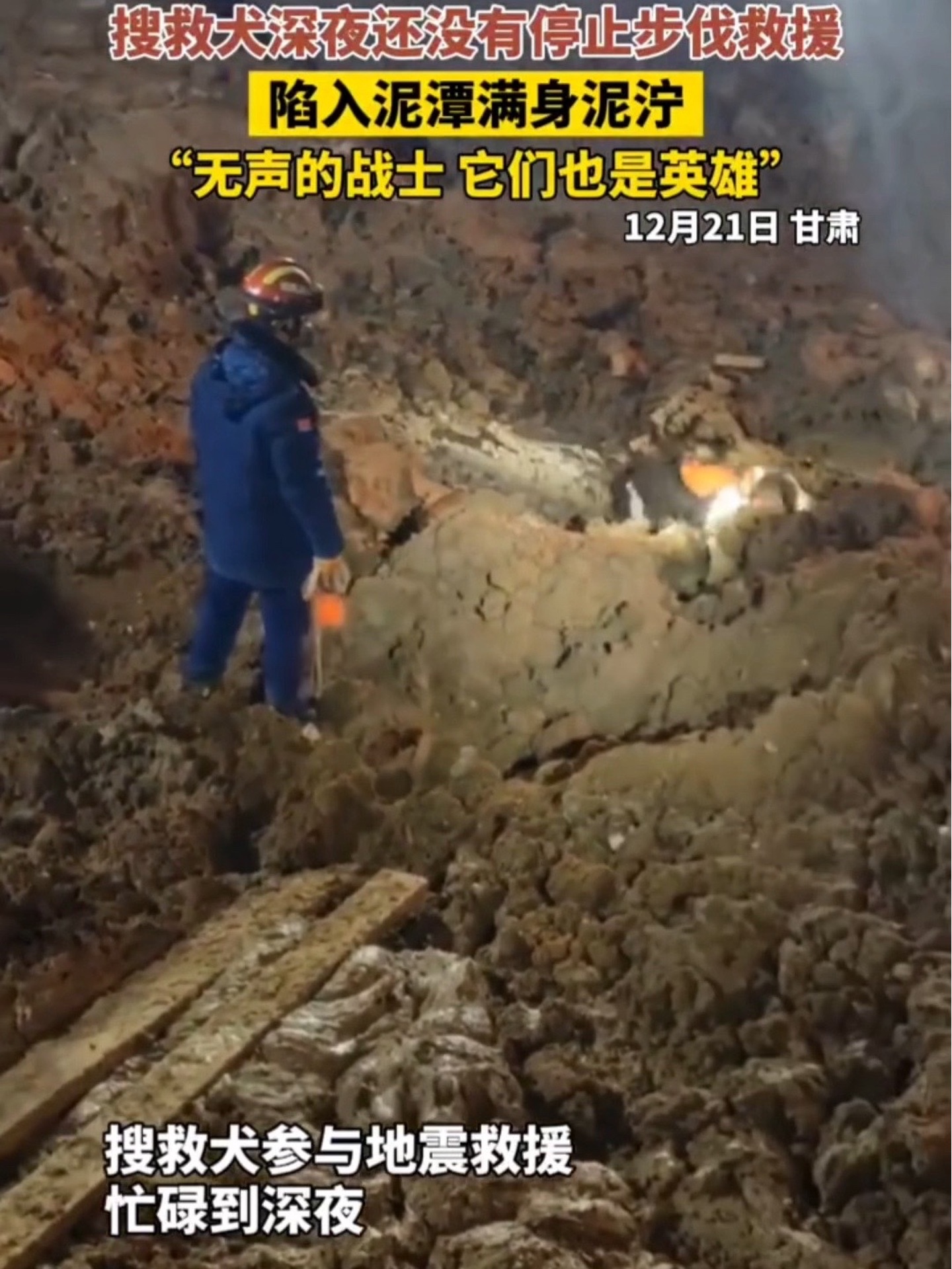 它们也是英雄,搜救犬深夜还没有停止步伐救援