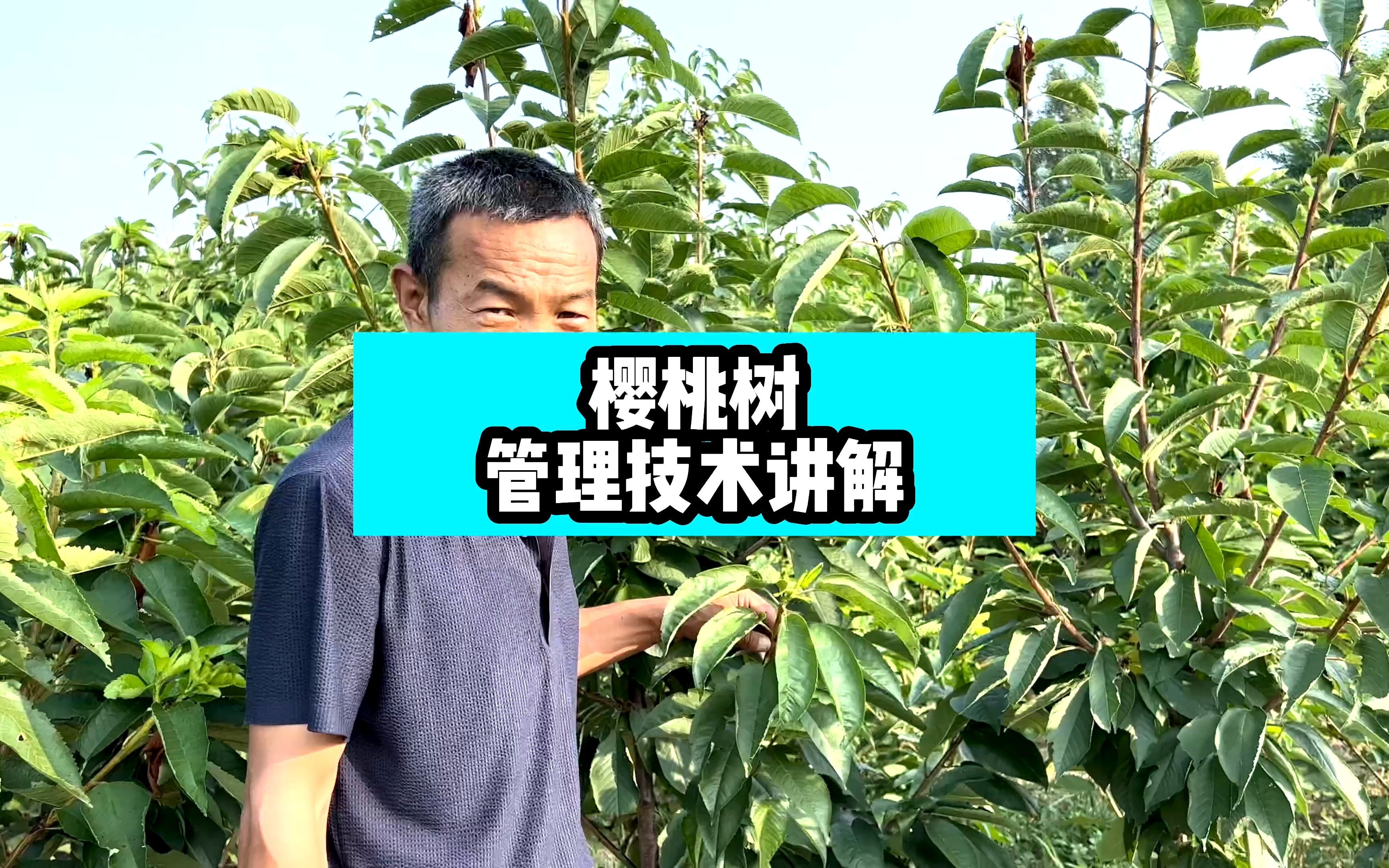 樱桃树管理技术讲解