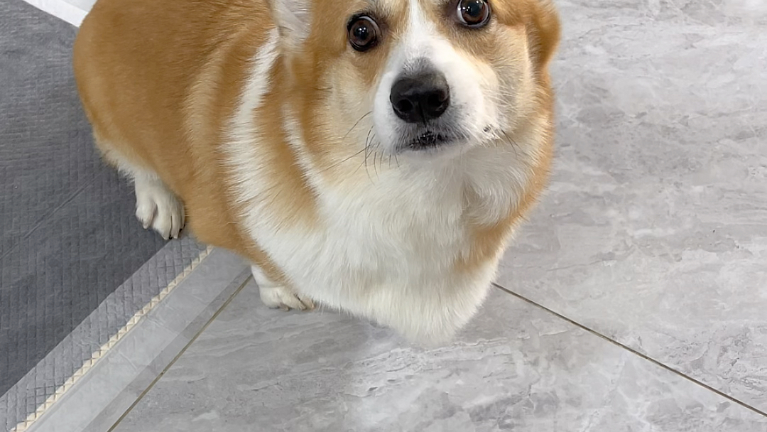 家人们我的狗不会动了耶