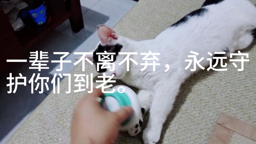 在大街上我们相遇,把你抱回家,就注定了我和你一辈子的缘份